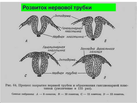 Будова та розвиток периферичної нервової системи презентация онлайн