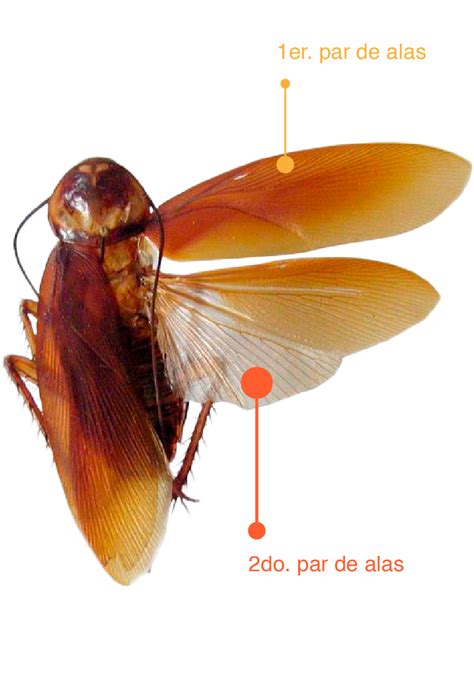 Cucaracha Fumix