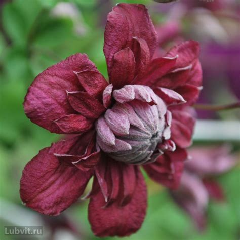 Клематис Пурпуреа Плена Элеганс (Purpurea Plena Elegans) купить в ...
