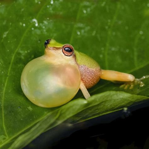 Photographer Captured Macro Shots To Showcase The Hidden Charm Of Frogs Bored Panda