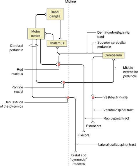 Overview Of The Motor System Neupsy Key