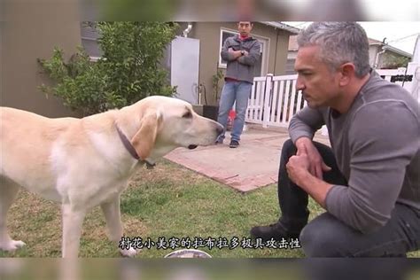 当专业的训犬师碰上发狂的拉布拉多，将会产生怎样的火花？火花专业