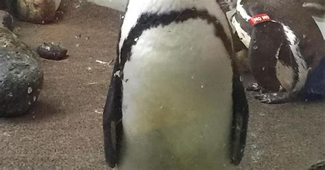 This Penguin Is Sick Of My Shit Imgur