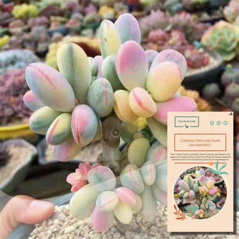 Cotyledon Orbiculata Seeds Succulent Seeds Variety 021 Lazada PH
