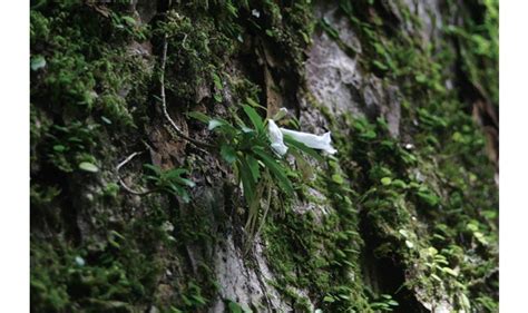 愛媛県レッドデータブック 高等植物 シシンラン