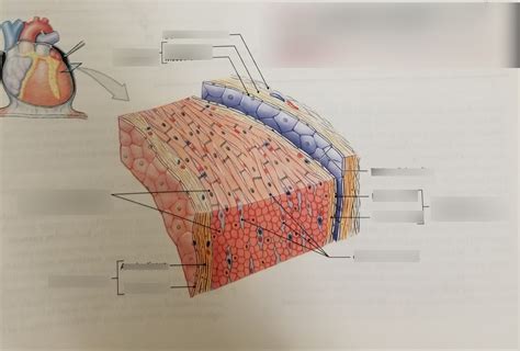 Heart Structures Diagram Quizlet