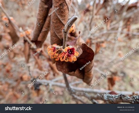 Closeup Shot Red Blooms On Naked Stock Photo Shutterstock