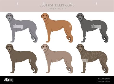 Scottish Deerhound Clipart Different Poses Coat Colors Set Vector