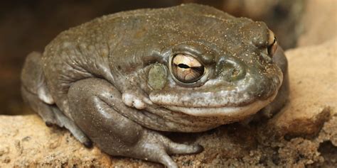 Spain Porn Star Nacho Vidal Charged For Killing Man With Toad Venom