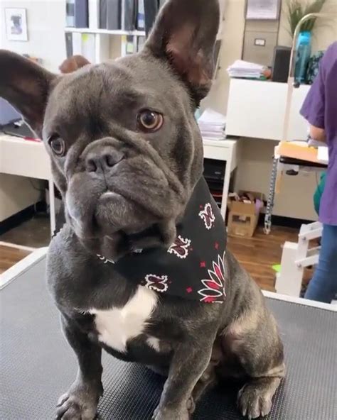 Qc Pet Studies Home Facebook