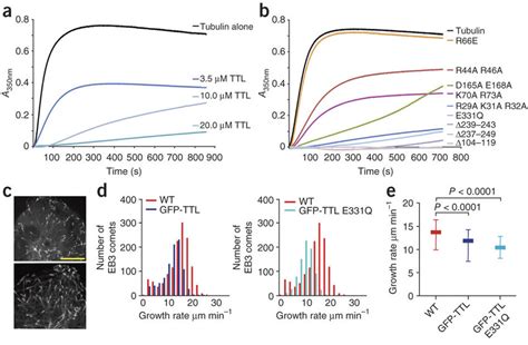 Ttl Inhibits Spontaneous Polymerization Of Purified Tubulin In Vitro