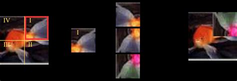 Transformations Diagram Download Scientific Diagram