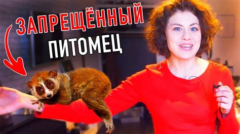 ЛЕМУР ЛОРИ ДОМА СПАСЕННЫЙ ДИКИЙ ПИТОМЕЦ ИЗ АЗИИ НЕОБЫЧНЫЕ ДОМАШНИЕ