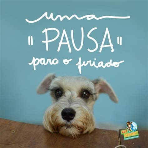 Fogos de artifício como tranquilizar seu cão Pet Resort