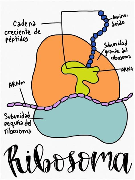 Ribosoma Ilustration Ilustracion Escuela School Ribosomas Cosas