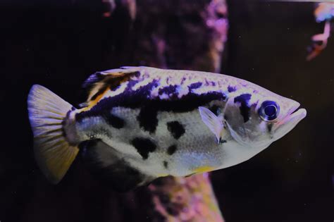 Toxotes Blythii • Fish Sheet