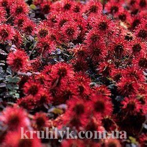 ACAENA microphylla Kupferteppich — Плідник Круглик