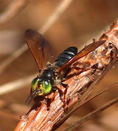 Tachytes Tachytes Distinctus Bugguide Net