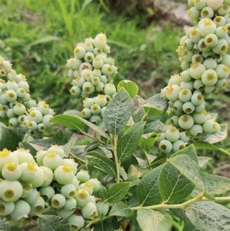盆栽地栽蓝莓树果苗南北方种植阳台庭院抗寒新品种大果带花苞发货 虎窝淘