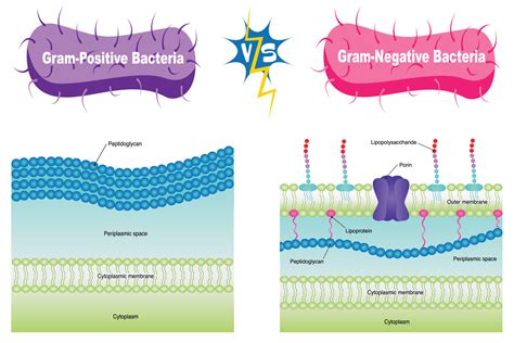 Gram Positive Vs Gram Negative Vector Illustration Vector Art At Vecteezy