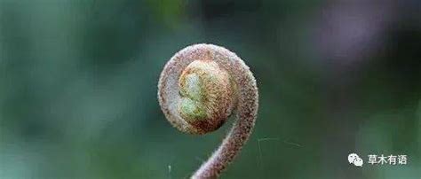 芒萁 沉静之美 叶子 孢子囊 样子