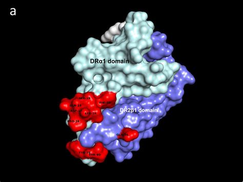 Predicted Structure Of Mif Cd74 And Rtl1000 Cd74 Complexes Abstract