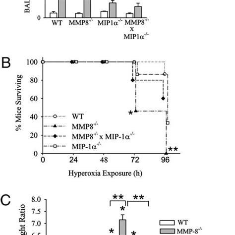 Mmp 8 22 Mice Have Greater Lps Induced Lung Injury Than Wt Mice A