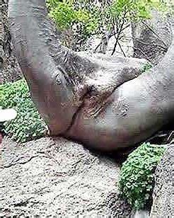 Nonni Porn Pics XXX Photos Sex Images PICTOA