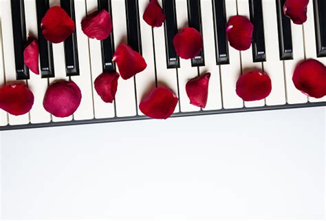 빨간 장미 꽃 꽃잎 절연 평면도 피아노 키 공간에 복사합니다 낭만적인 개념입니다 피아노 또는 합성기 키보드 로맨틱 음악 재생을 위한 클래식 음악 악기입니다 Classical