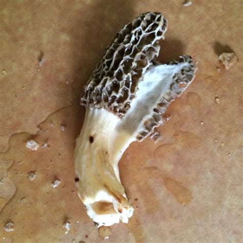 How To Dry And Preserve Morel Mushrooms Stuffed Mushrooms Morel