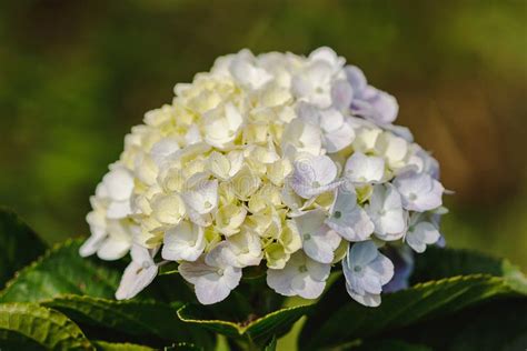 Yellow Hydrangea Blooming In Nature Stock Image Image Of Beautiful