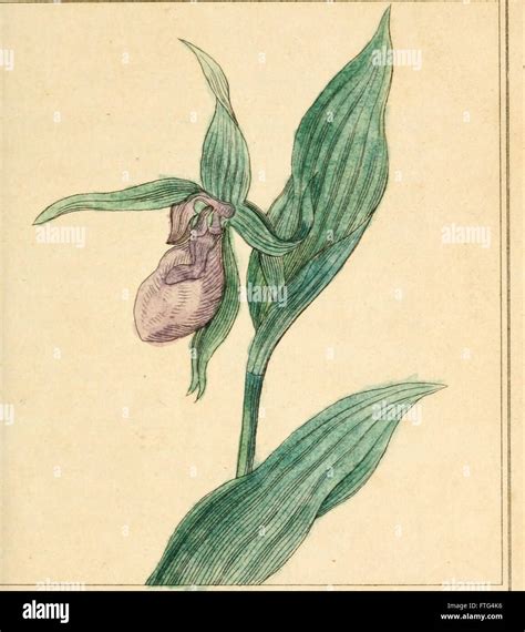 A 1809 Work By Carl Linnaeus Outlining The Fundamental Principles Of Botany Presenting