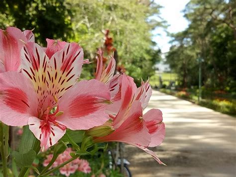 Best 3 Things To See And Do At Wright Park Baguio