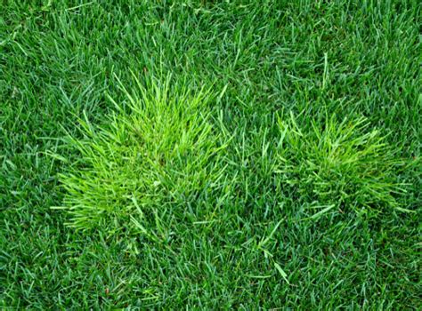 Weed Grasses In Your Lawn How To Identify And Get Rid Of Them Moowy