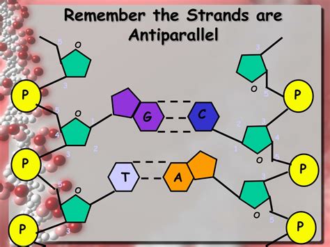 Ppt The Structure Of Dna Powerpoint Presentation Free Download Id1517303