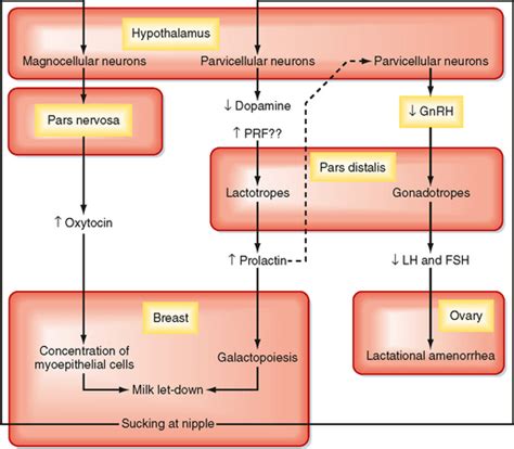 The Male And Female Reproductive Systems Basicmedical Key