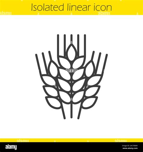 Wheat Ears Linear Icon Barley Thin Line Illustration Spikes Of Rye Contour Symbol Vector