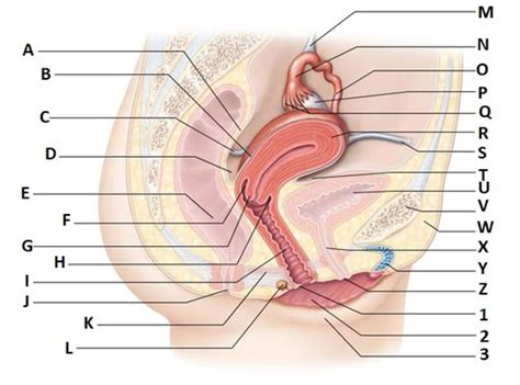 Organs Of The Female Reproductive System Midsagittal Section