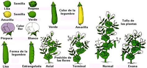 Dra Suhaill Romero Leyes De Mendel