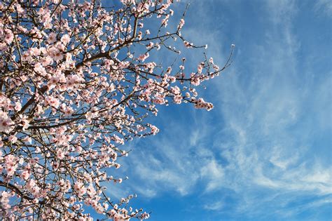 아몬드 꽃 자연 Pixabay의 무료 사진 Pixabay