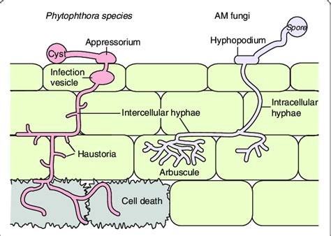 Fungi Vegetative Structures And Growth Plantlet
