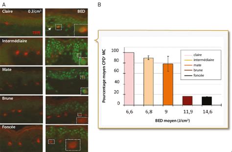 A Accumulation des CPD dans les mélanocytes après exposition UV B