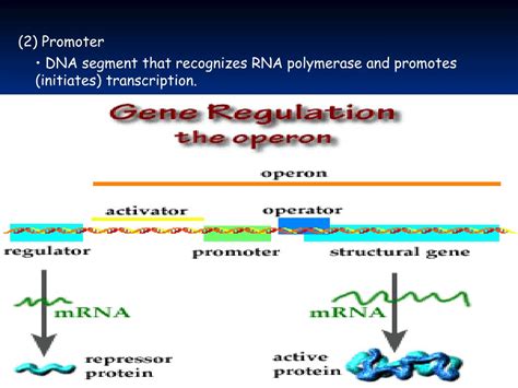 Ppt Chapter 11 Gene Expression Powerpoint Presentation Free