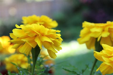 Canon EOS D EOS Rebel SL EOS Kiss X Sample Photo TsWJwdUX ExploreCams