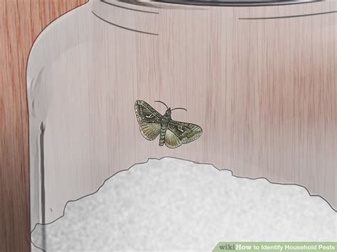 14 Simple Ways To Identify Household Pests Wikihow