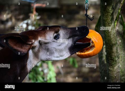 London Uk 23rd Oct 2023 Okapis Carved Pumpkins Stuffed With Their