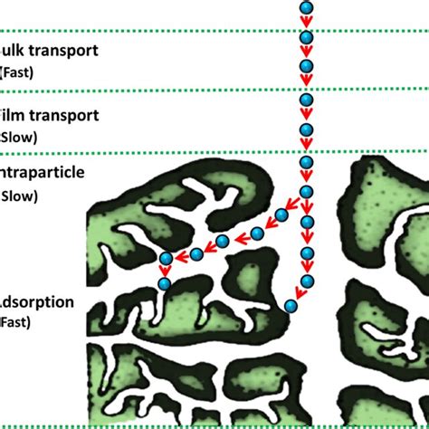 Transport Process Of Pollutant Molecules During Adsorption By A Porous