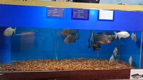 கலர் கடல் மீன்கள்🐳🦈🐟🐠🦐🐡🐬 Aquarium Full Video Aquarium Seaaquarium