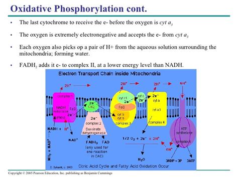 Oxidative Phosphorylation Definition Steps Alevel Substrate Level