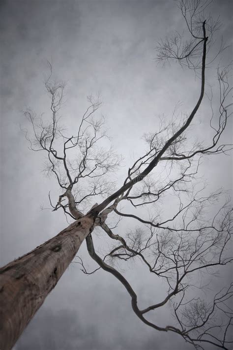Picture Of A Tree From Low Angle Branches Are Touching The Sky Stock Photo Image Of Monochrome